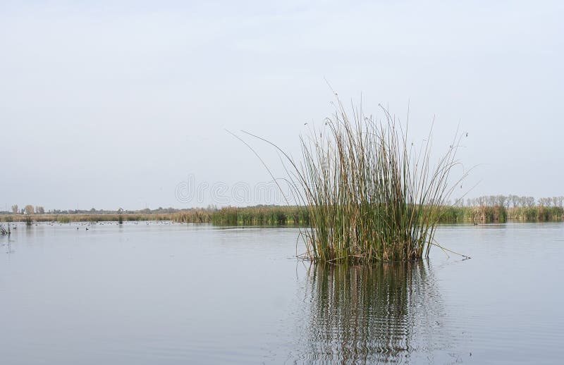 In Neajlov Delta stock image. Image of green, romania - 78890351
