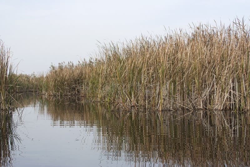 In Neajlov Delta stock image. Image of green, romania - 78890351