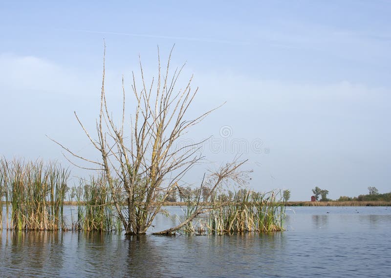 In Neajlov Delta stock image. Image of green, romania - 78890351