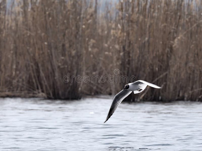 Black Headed Gull on the Neajlov River Delta, Romania Stock Image ...