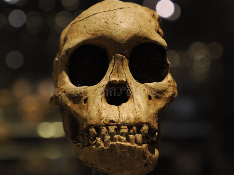 Neanderthal Prehistoric Skull Style Evolution Display Editorial Stock ...