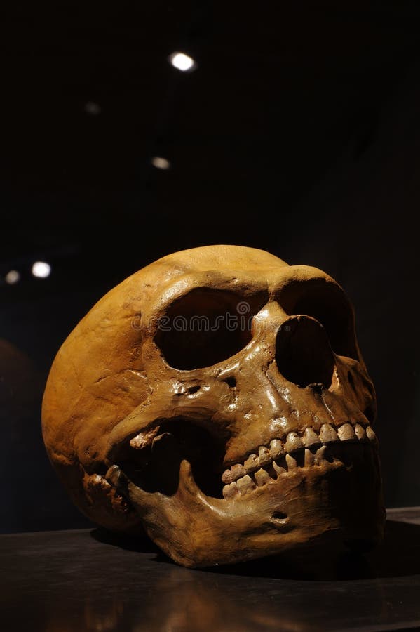 Neanderthal Skull Archeology Stock Image - Image of sapiens, human ...