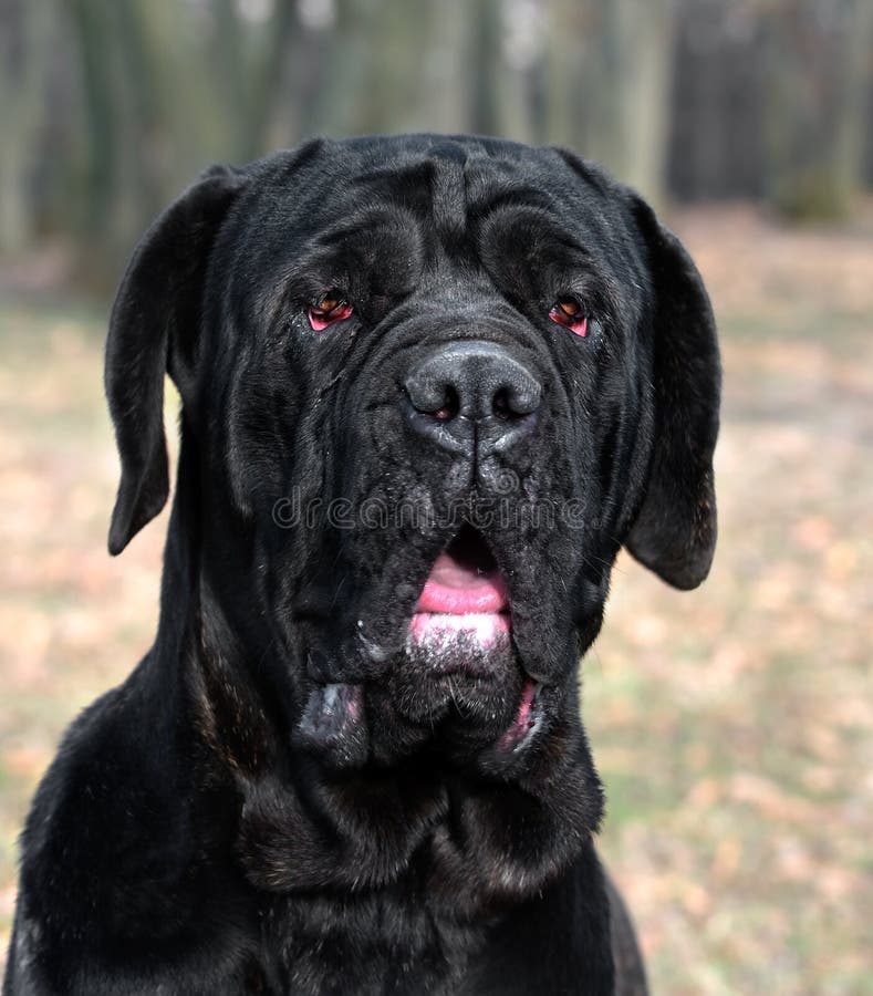 Neapolitan Mastiff stock photo. Image of cute, huge, grey - 28866072