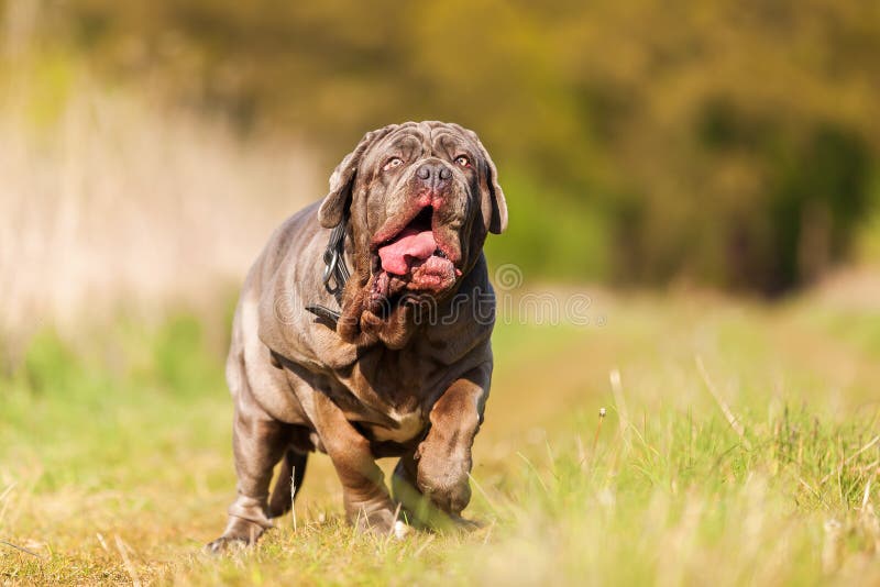 Neapolitan Mastiff Running on the Meadow Stock Photo - Image of bulky ...