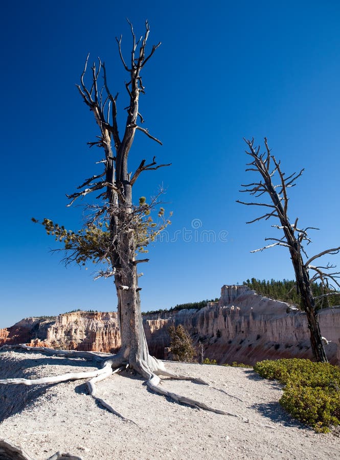 Near Barren Tree in the Bryce Canyon Desert Stock Image - Image of ...