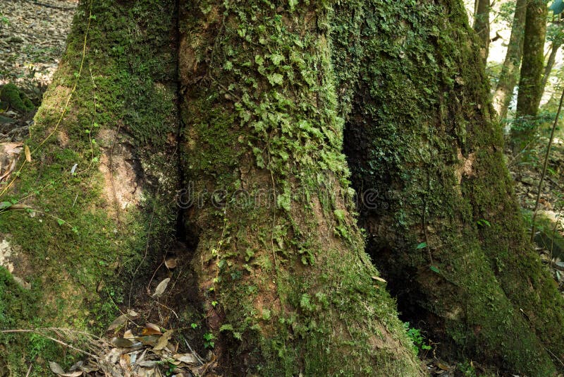 Machilus Thunbergii Tabunoki Tree Flower Buds. Stock Image - Image of ...