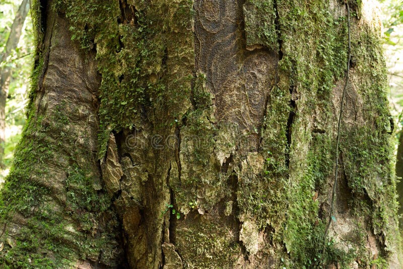 Quercus gilva tree stock image. Image of green, gilva - 168881459