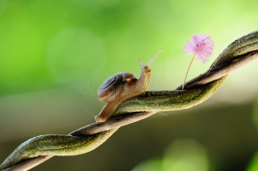 Near goal stock photo. Image of target, approach, success - 21959912