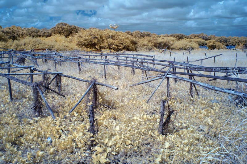Near infrared of garden stock photo. Image of ancient - 76413070