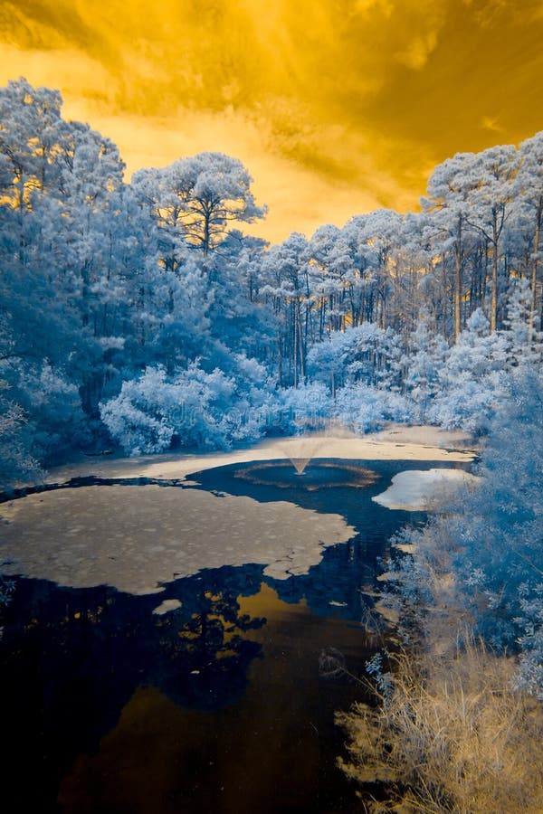 Infrared View of Forest and Water Stock Image - Image of strange, water ...
