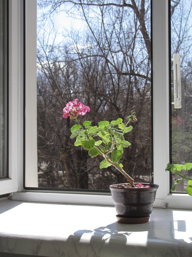Near an Open Window in the Early Spring Stock Photo - Image of window ...