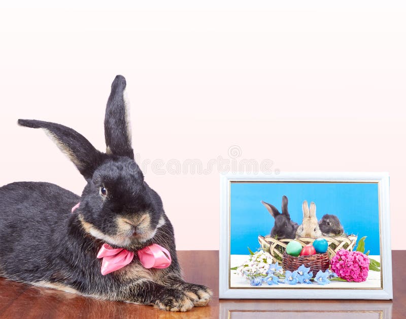 Near the Photos with the Rabbits in the Basket is a Rabbit with a Bow ...