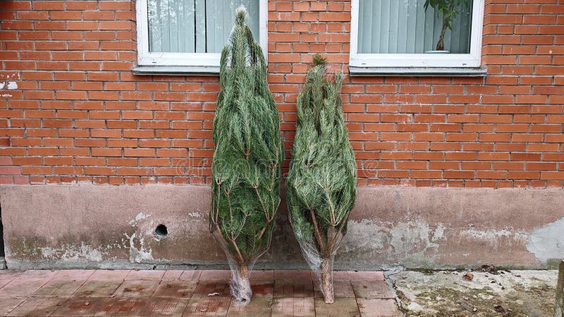 Near the Wall of a Red Brick Building with a Concrete Foundation, Two ...