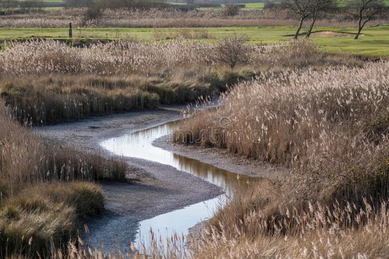 Nearly dry marsh stream stock image. Image of pasture - 272020975