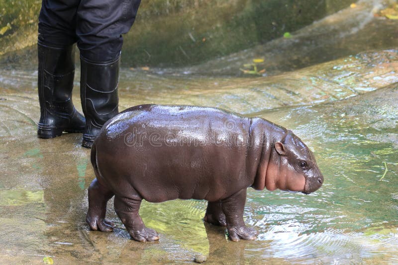 Nearly 3 Months Old Baby Pygmy Hippo Compared To Human Stock Image ...