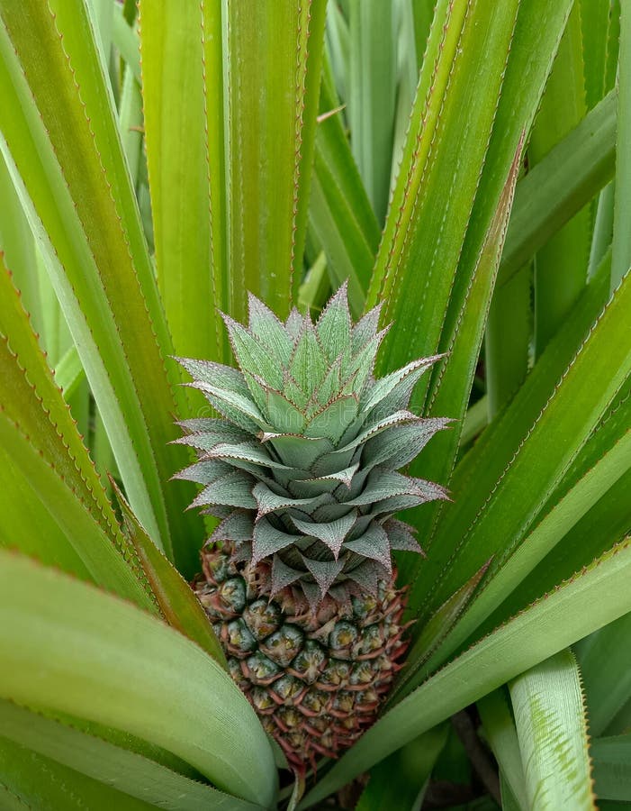 Nearly ripe pineapple stock photo. Image of green, delicious - 270057390