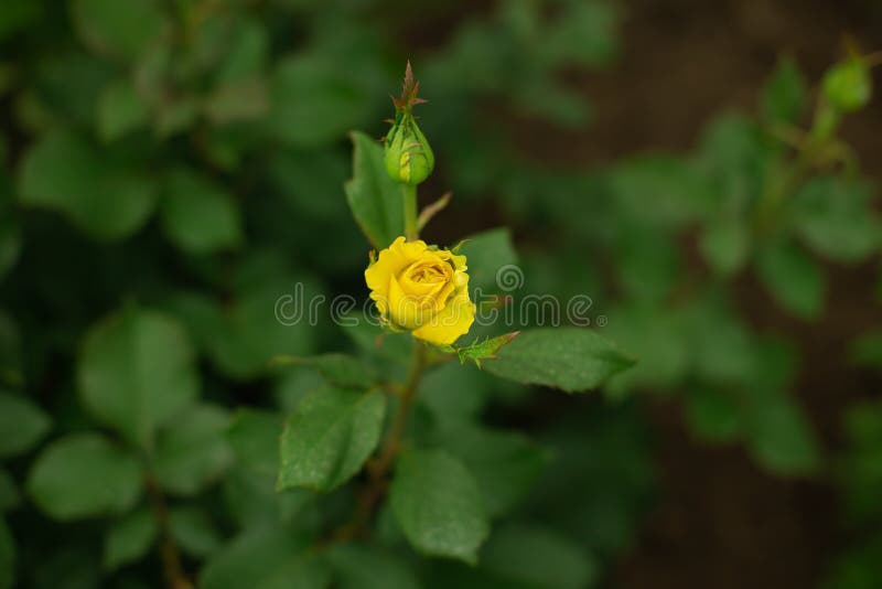 Neat Bud of a Delicate Yellow Rose on a Background of Green Leaves ...