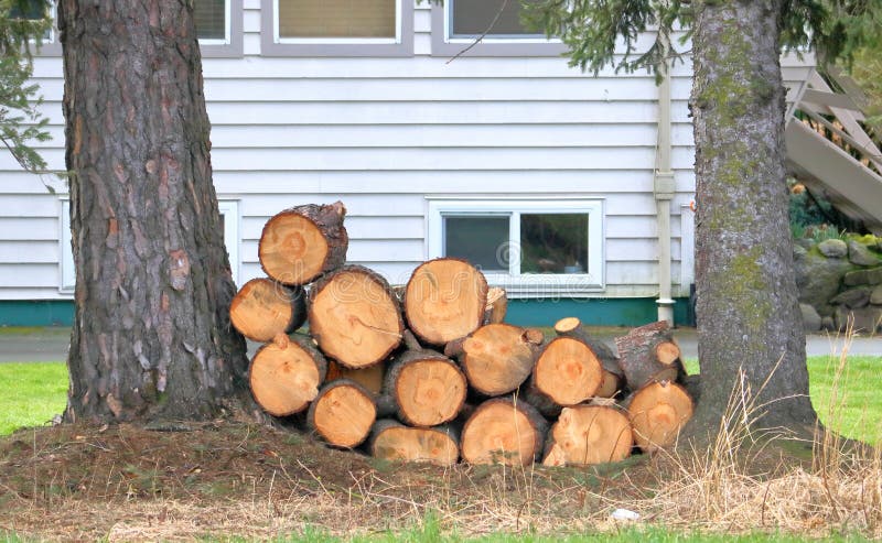 Cedar Pile Firewood Logs stock image. Image of neat - 214038875