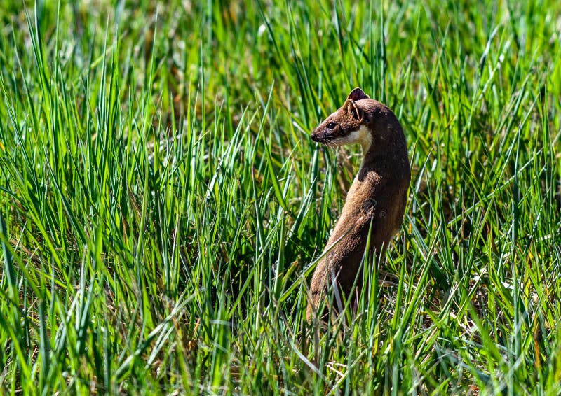 A Neat Pose from a Short-tailed Weasel Stock Image - Image of hunt ...
