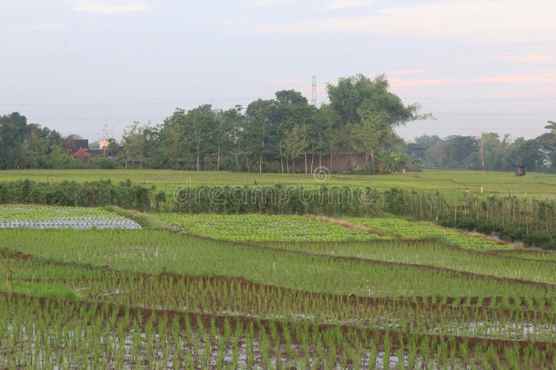 Neat Rice Fields Growing in the Bright Morning Trees Sky and Clouds ...