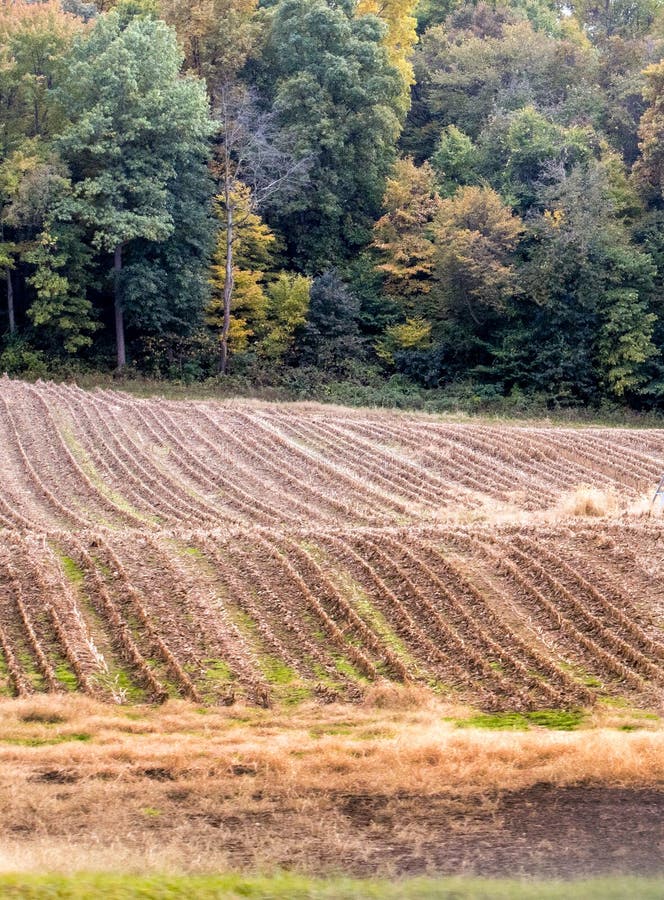 Neat Rows of Farmland Create a Beautiful Pattern Stock Image - Image of ...