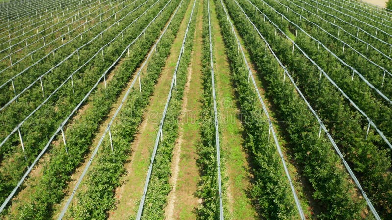 Neat Rows of Low-growing Trees Create Organized Space in Orchard Stock ...