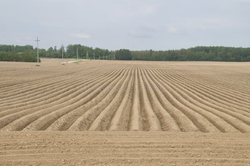 Neat rows of potato field stock image. Image of organic - 241316733