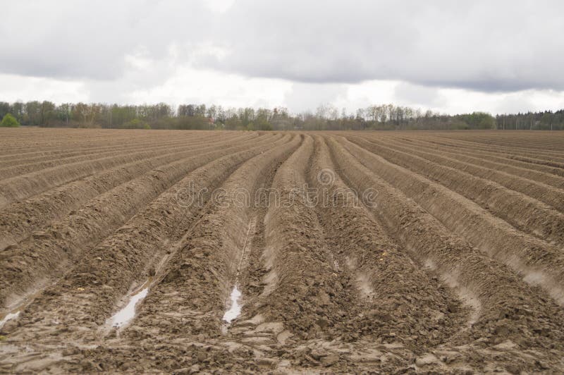 Neat rows of potato field stock image. Image of figures - 104778545
