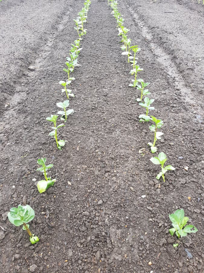 Newly Planted Vegetable Plants in Row. Stock Image - Image of planted ...