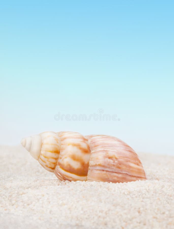 Neat Seashell on the Sandy Beach Stock Image - Image of animal ...
