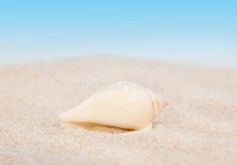 Neat Seashell on the Sandy Beach Stock Photo - Image of nature, beach ...