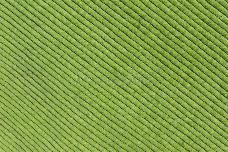 Tea plantation texture stock image. Image of farmland - 235909789