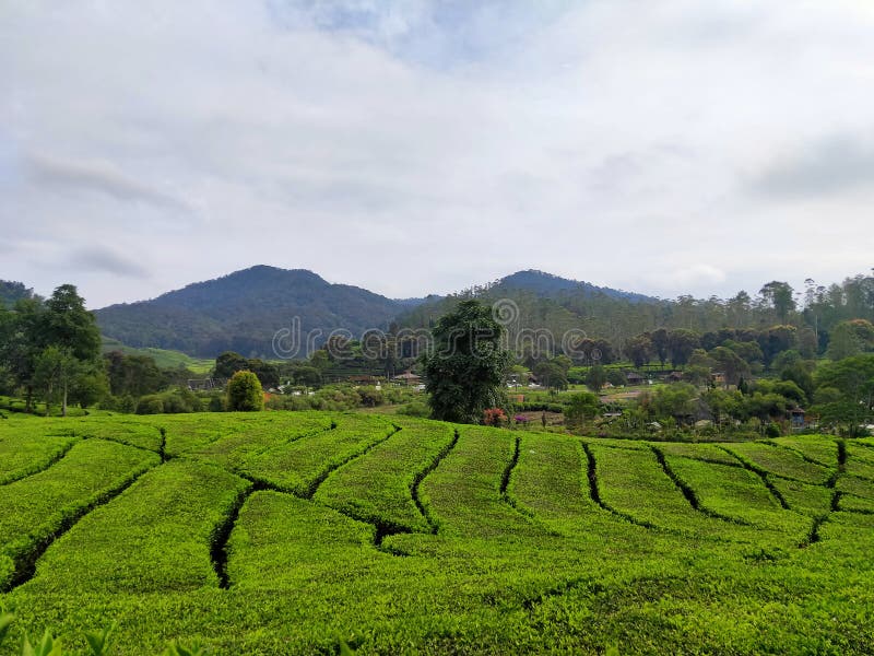 Neat tea plantations stock image. Image of plantation - 263900411 Neat tea plantations stock image. Image of plantation - 263900411