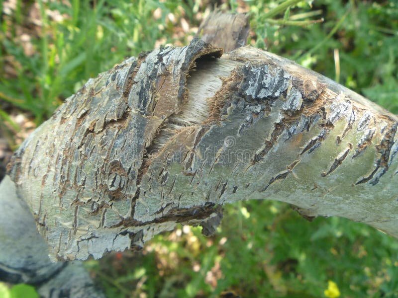 Exploding Tree stock image. Image of brown, bark, nature - 100588899