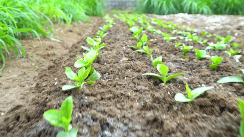 Neatly Aligned Rows of Young Malabar Spinach Plants Stock Video - Video ...