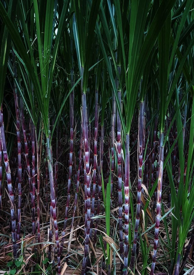 Neatly Arranged Sugarcane Trees in the Back Garden Stock Image - Image ...