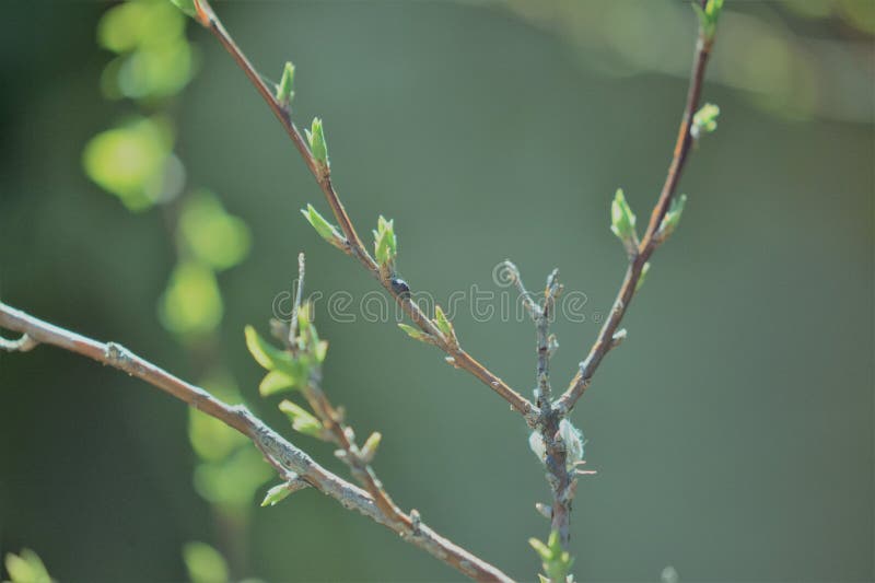 Neatly Budded Tree Branches of an Apricot Tree. Stock Photo - Image of ...