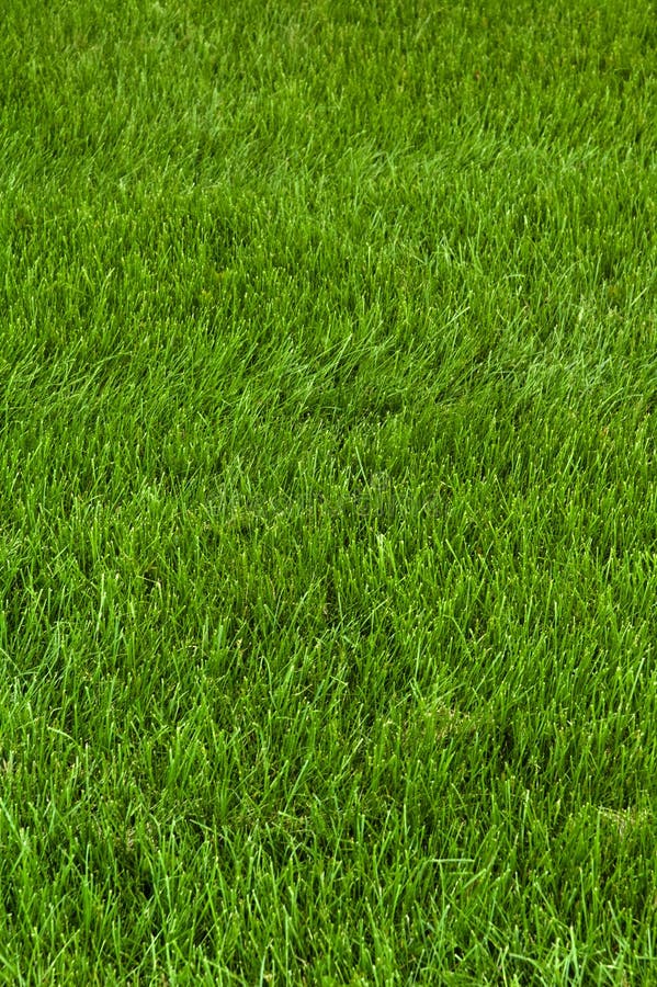 Neatly cut grass stock image. Image of frame, close, environment - 17156027
