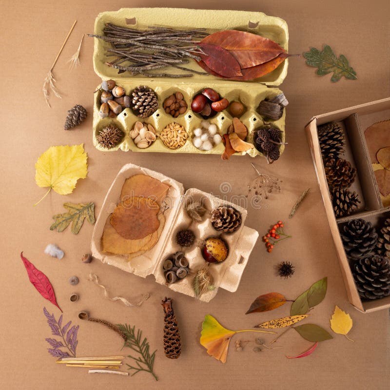 A Neatly Organized Collection of Natural Items in Empty Egg Carton Box ...