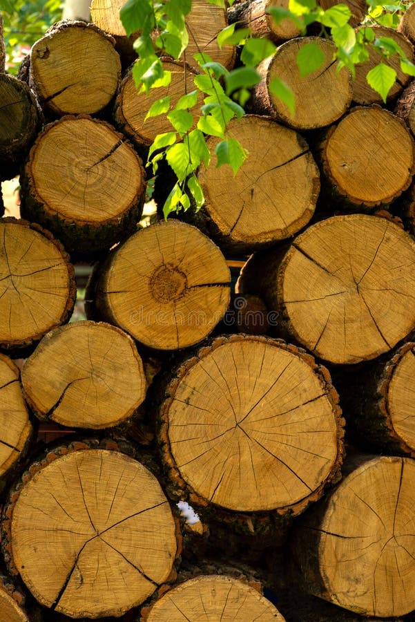 Neatly Packed Firewood in Rows - Woodpile Stock Image - Image of view ...