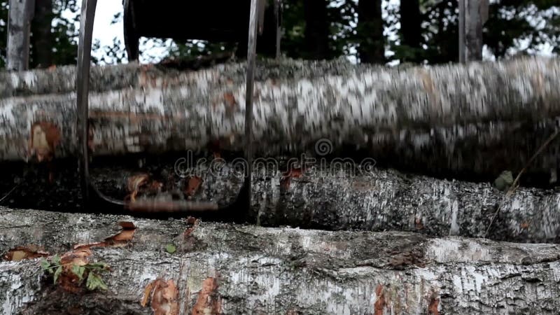 Loading and Piling Cut Birch Trees at the Back Stock Footage - Video of ...