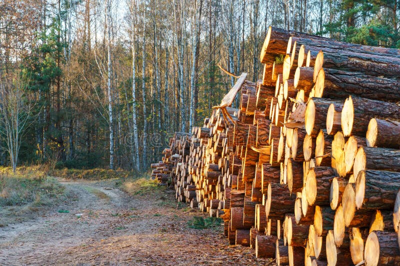 Neatly Stacked Logs Along a Forest Road at Sunset. Deforestation and ...