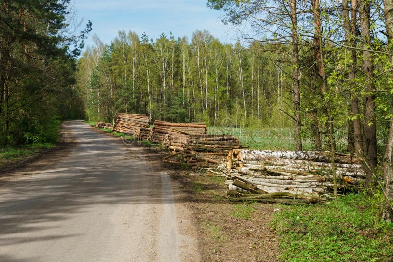 Neatly Stacked Logs Along a Forest Road at Sunset. Deforestation and ...