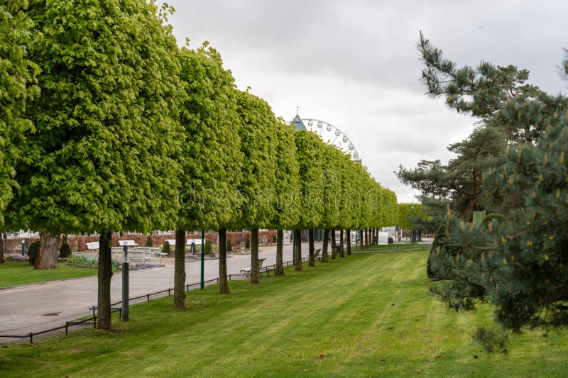 Neatly Trimmed Trees and Park Lawn. Stock Image - Image of maintained ...