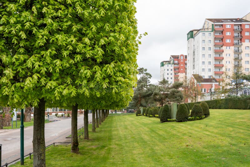 Neatly Trimmed Trees and Park Lawn. Stock Image - Image of symmetry ...