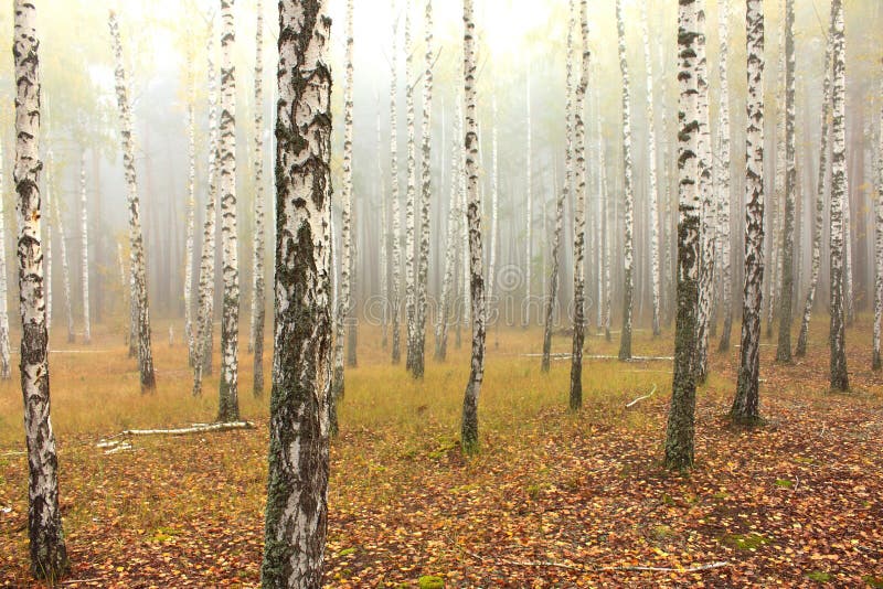 Nebbia Nella Foresta Della Betulla Fotografia Stock - Immagine di ...