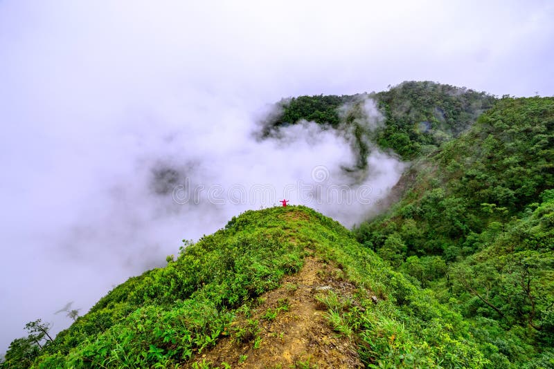 Nebelig in Der Rian Waldansicht Stockbild - Bild von dunkel, nebel ...