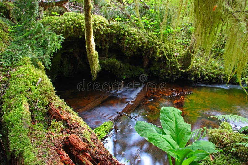 Nebenfluss im Regenwald stockfoto. Bild von farn, wachstum - 5411364