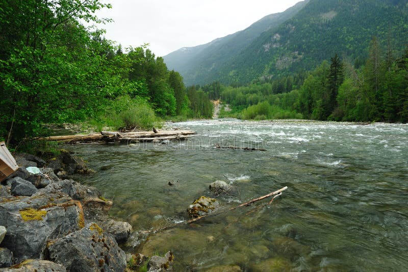 Nebenfluss im Wald stockbild. Bild von senke, wasser - 14499369