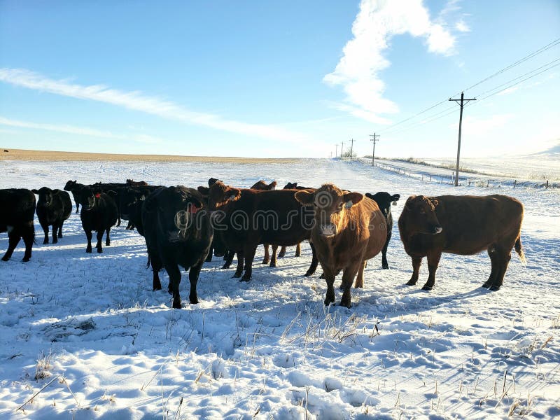 Nebraska Cattle Standing in an Open Field Under Blue Sky during the ...